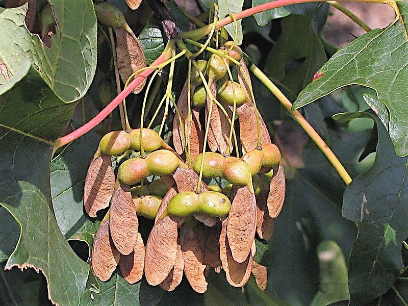 acer fruit